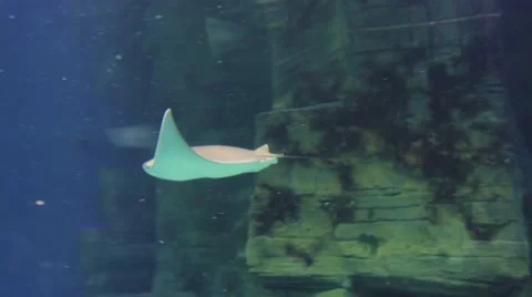 Stingray Wallpaper Stock Videos – Royalty-Free HD & 4K Videos | Pond5