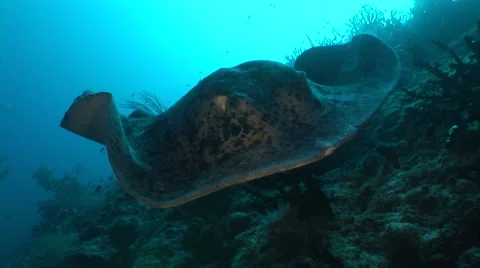 Stingray Wallpaper Stock Videos – Royalty-Free HD & 4K Videos | Pond5