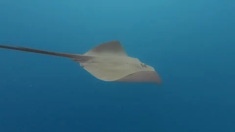 Stingray swimming underwater side view | Stock Video | Pond5