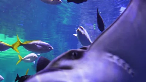 Underwater Photography C Stock Videos – Royalty-Free HD & 4K Videos