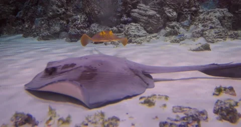 Stingrays under water. Stingrays are a g... | Stock Video | Pond5