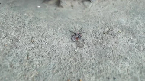 Stink Bug Fart Stock Video Footage | Royalty Free Stink Bug Fart Videos ...