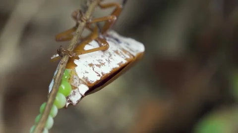 O You Stink Stock Videos – Royalty-Free HD & 4K Videos