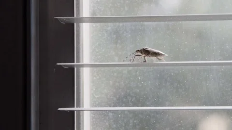 stink bug walking on window blind, close... | Stock Video | Pond5