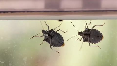 Stink bugs closeup on the window | Stock Video | Pond5
