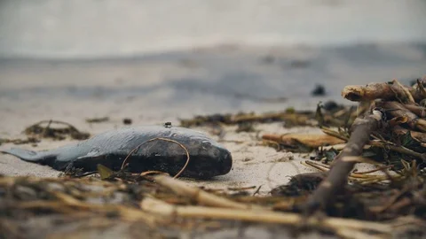 Stink dead fish decaying on polluted sea... | Stock Video | Pond5