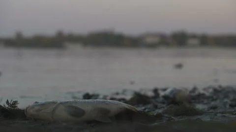 Water Stinks Stock Videos – Royalty-Free HD & 4K Videos | Pond5