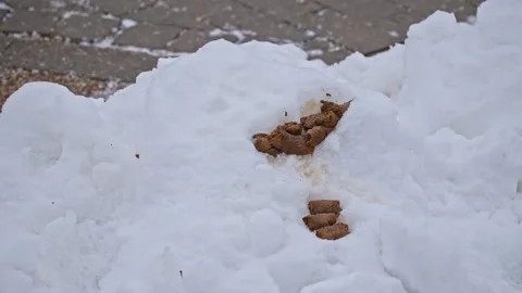 Dog Poop Stock Footage ~ Royalty Free Stock Videos | Pond5