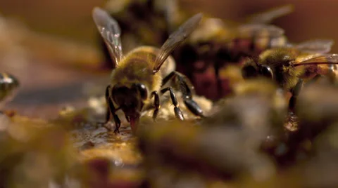 Bee Pollen Stock Video Footage | Royalty Free Bee Pollen Videos | Pond5