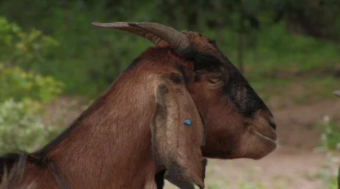 Goat Videos Stock Videos – Royalty-Free HD & 4K Videos | Pond5