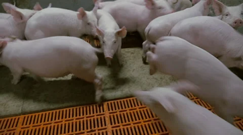 Killing Animals Video Stock Videos – Royalty-Free HD & 4K Videos | Pond5