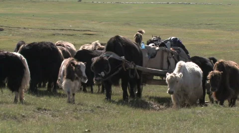 Life Stock Animals Stock Videos – Royalty-Free HD & 4K Videos | Pond5