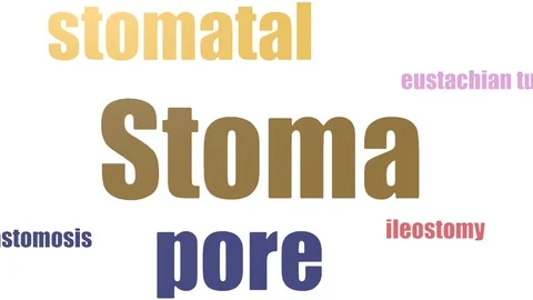 Stomata Stock Footage ~ Royalty Free Stock Videos | Pond5