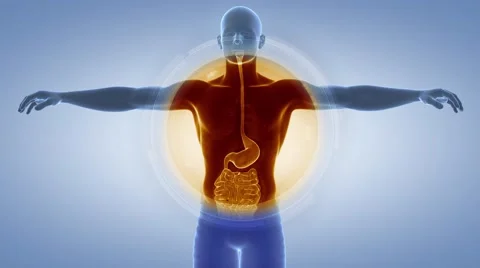 Stomach and guts detail anatomy x-ray s... | Stock Video | Pond5