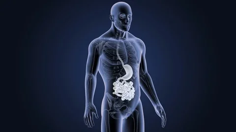 Stomach and Small Intestine with Skeleto... | Stock Video | Pond5