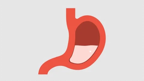 Stomach. Animation of the digestive syst... | Stock Video | Pond5