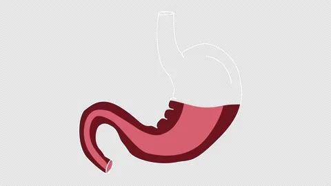Stomach. Cartoon style. Animated illustr... | Stock Video | Pond5