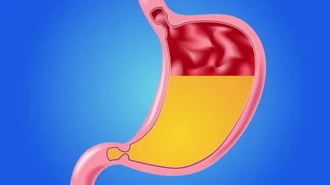 Stomach gas graphic : anatomy and organ ... | Stock Video | Pond5