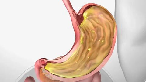 Hydrochloric Acid In Stomach What Is The PH Of The Stomach?
