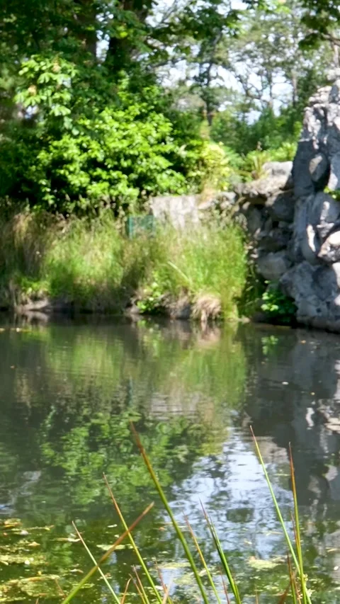 Stone bridge pond Small pond and old sto... | Stock Video | Pond5