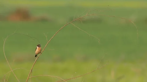 Stonechat Stock Footage ~ Royalty Free Stock Videos | Pond5