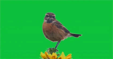 Rotoscoping Stock Videos – Royalty-Free HD & 4K Videos | Pond5