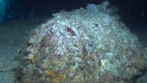 Stonefish Stock Videos – Royalty-Free HD & 4K Videos | Page 3
