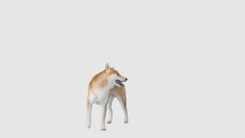 Stop and look back Shiba Inu walking in,... | Stock Video | Pond5