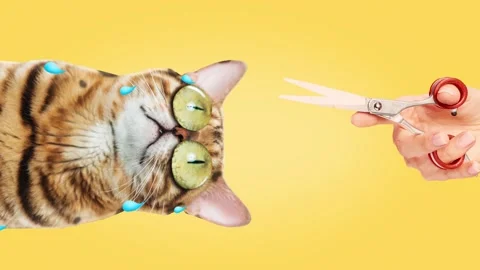 Headscissors Animation Stock Videos – Royalty-Free HD & 4K Videos | Pond5