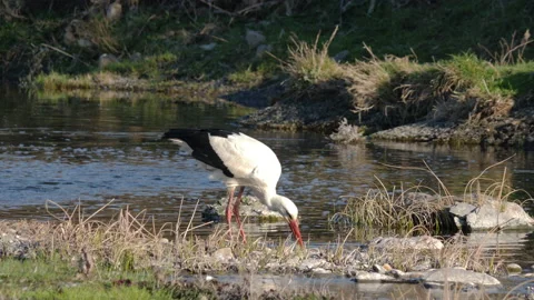 Stork Eating Fish Head in River 1 | Stock Video | Pond5