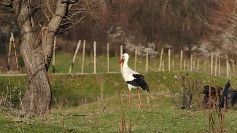 Stork Marks its Territory in the Green M... | Stock Video | Pond5