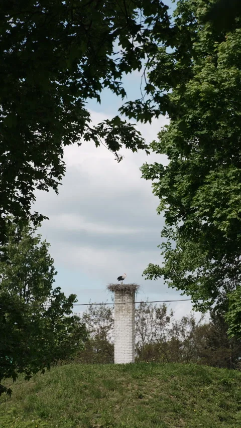 Stork standing in nest on brick pillar o... | Stock Video | Pond5