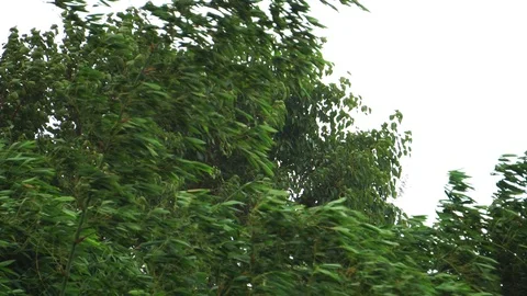 Bamboo Wind Stock Footage ~ Royalty Free Stock Videos | Pond5