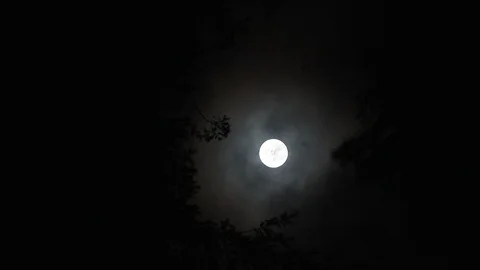 Stormy Night Full Moon Through Forest Tr... | Stock Video | Pond5