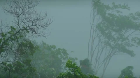 Stormy weather at rainforest. Big tree s... | Stock Video | Pond5