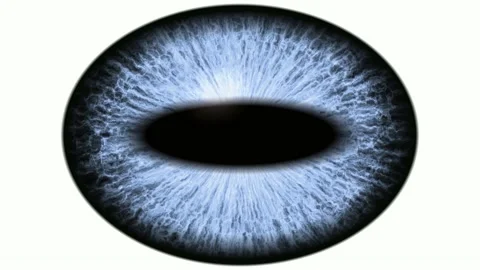 Strange blue eye of feline animal with c... | Stock Video | Pond5