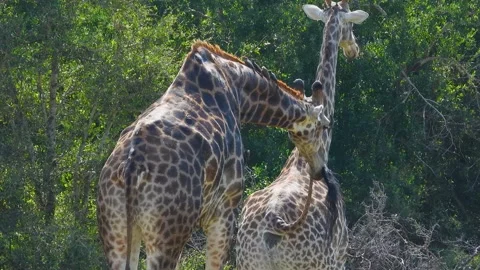 Giraffe Mating Stock Videos – Royalty-Free HD & 4K Videos | Pond5