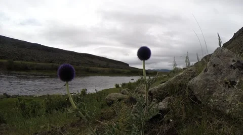 Strange Purple Flowers in The Background... | Stock Video | Pond5