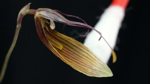 Strange Object Show Stock Videos – Royalty-Free HD & 4K Videos