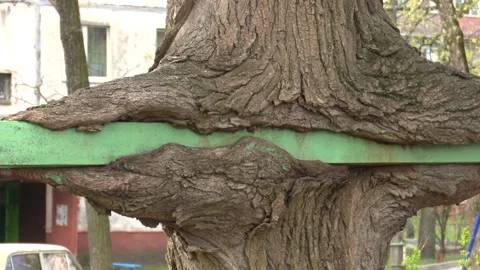 strange shaped trees big beautiful tree ... | Stock Video | Pond5