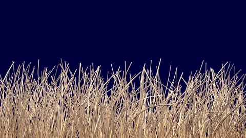 Straw, wheat, dry plant stalks growing. ... | Stock Video | Pond5