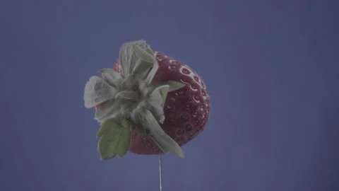 Strawberry rotating with loop on blue sc... | Stock Video | Pond5