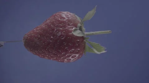 Strawberry rotating with loop on blue sc... | Stock Video | Pond5