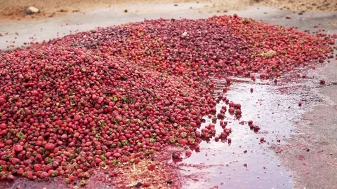 Food Waste Stock Video Footage | Royalty Free Food Waste Videos | Pond5