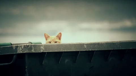 Garbage Bbin Stock Videos – Royalty-Free HD & 4K Videos | Pond5