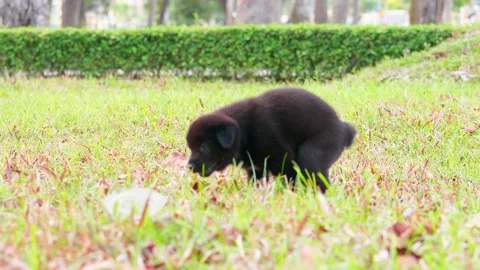 Stray black puppy dog pooping in the gra... | Stock Video | Pond5