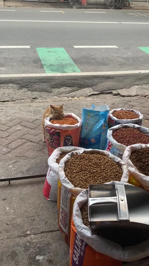 Free Pet Stock Videos – Royalty-Free HD & 4K Videos | Pond5