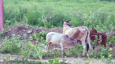 Vrindavan Cows Stock Footage ~ Royalty Free Stock Videos | Pond5