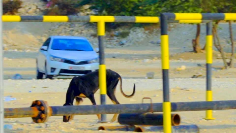 Wandering Dog Stock Footage ~ Royalty Free Stock Videos | Pond5