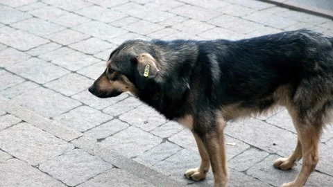 Filthy Yellow Dog Stock Videos – Royalty-Free HD & 4K Videos | Pond5